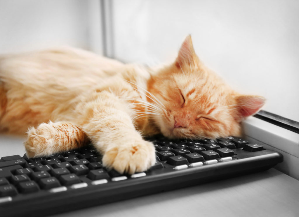 Red cat with computer keyboard lying on window board, close up – Sport ...